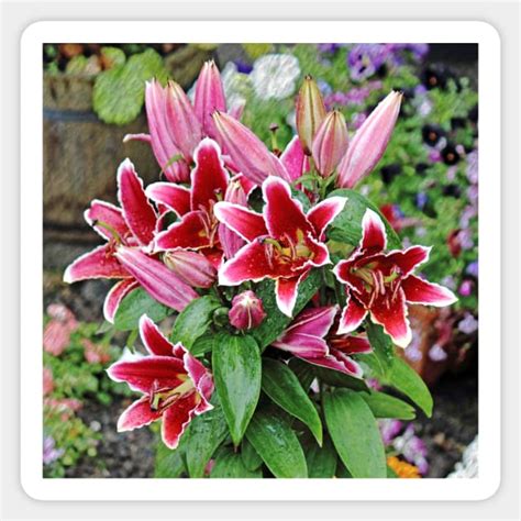 Red Wet Lilies Red Lily Flower Sticker Teepublic