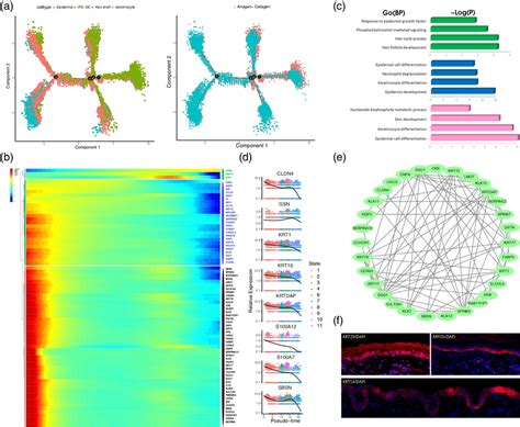 Construction Of The Pseudotime Trajectory Of Epidermal Cell Lineage And