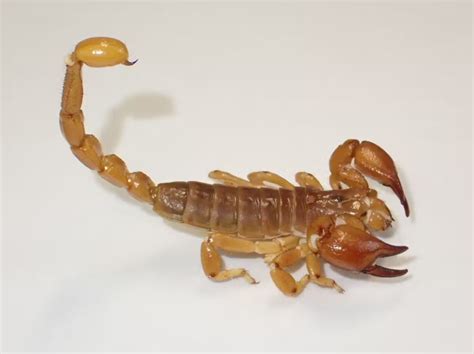 Two New Scorpions Named Australian Geographic