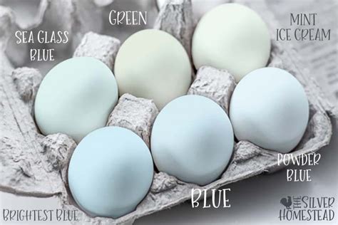 How To Breed For Egg Color Silver Homestead