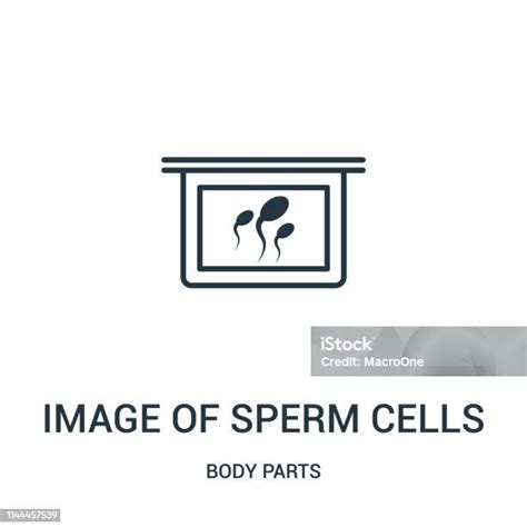 몸 부분 컬렉션에서 정자 세포 아이콘 벡터의 이미지입니다 정자 세포의 얇은 라인 이미지 개요 아이콘 벡터 일러스트 레이 션 건강관리와 의술에 대한 스톡 벡터 아트 및 기타