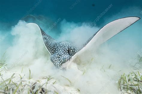 Spotted Eagle Ray Feeding Stock Image C0413278 Science Photo Library