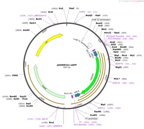 Addgene Pdonr221 Egfp