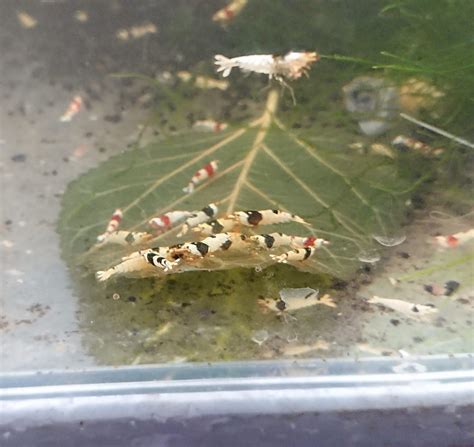 Crystal Black Shrimp Sss Grade Tims Shrimpery And Aquatics