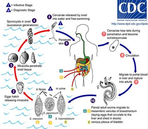 Subclass Digenea Zoology