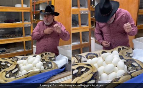 अजगर के अंडों को छेड़ रहा था शख्स गुस्सा गया सांप उछलकर शख्स पर झपटा और फिर Man Was