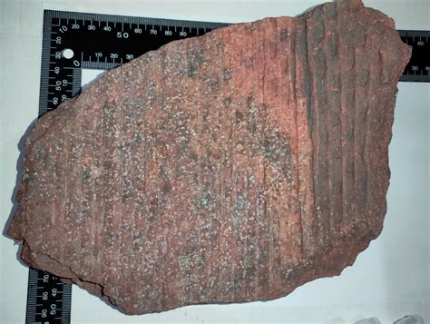 Sigillaria Russia The Fossil Forum