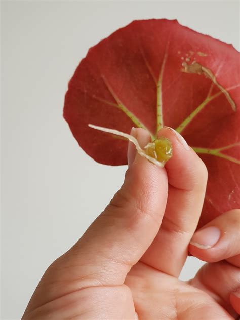 Begonia Babies How To Propagate A Begonia Erythrophylla