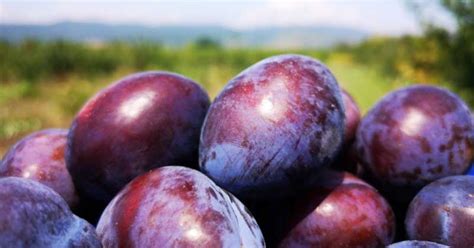 Сини сливи Ползи и вреди от сушени и пресни сливи ДокторБГ