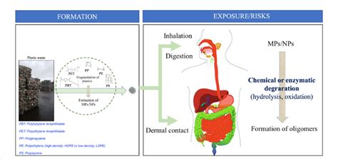 Mp Np Formation Leads To Human Exposure And Associated Risks Download Scientific Diagram