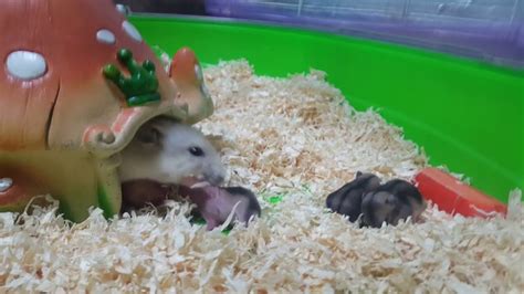 제이와아빠엄마 아가햄스터 햄스터이삿날 햄스터키우기 새끼햄스터 Youtube