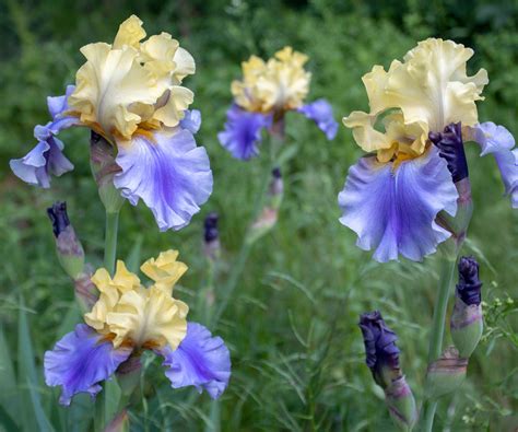 How To Grow Bearded Irises With Expert Gardening Advice Homes And