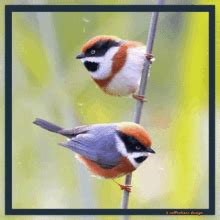 Great Tits  S Tenor