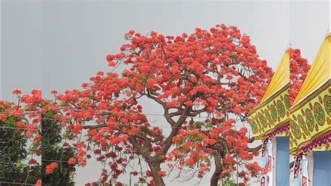 কৃষ্ণচূড়ার ফুলের প্রাকৃতিক দৃশ্য Youtube