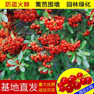 火棘小苗 火棘球 火棘苗 园林观赏庭院风景树绿化 火棘 阿里巴巴
