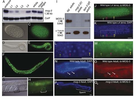 Figure From The C Elegans Sex Determination Protein MOG Functions In Meiosis And Binds To