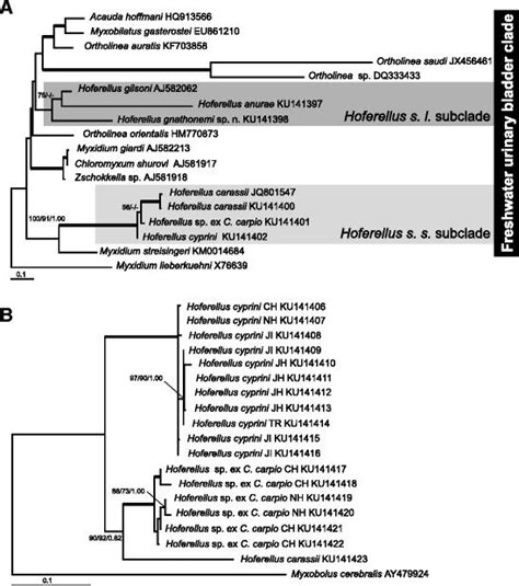 Maximum Likelihood Trees Numbers At The Nodes Represent Bootstrap Download Scientific Diagram