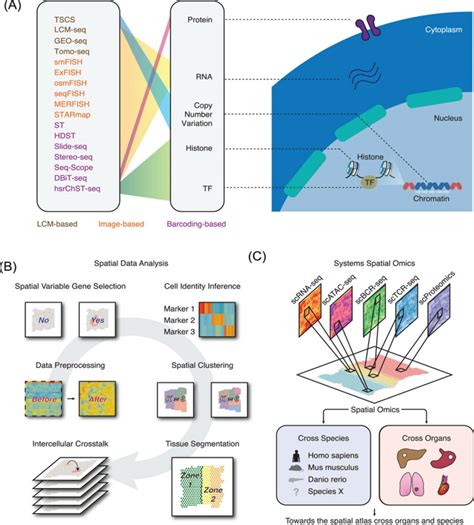 Exploring Spatial Insights With Excelras Transcriptomics Solutions