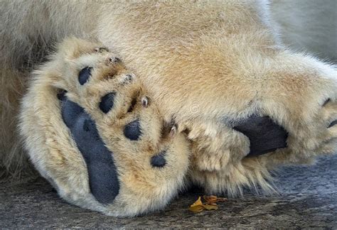 Close Up Of The Soles Of A Polar Bear S Hind Feet The Furry Paws Of