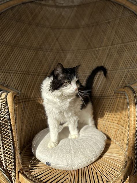 Training A Deep Learning Model To Recognize Our Cat Thomas Lefebvre