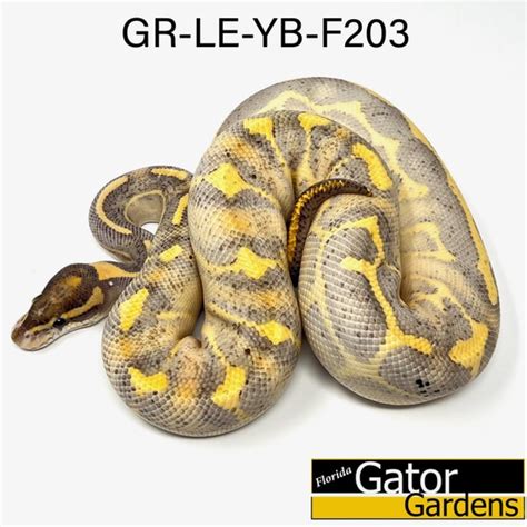 Leopard Highway Ball Python By Florida Gator Gardens