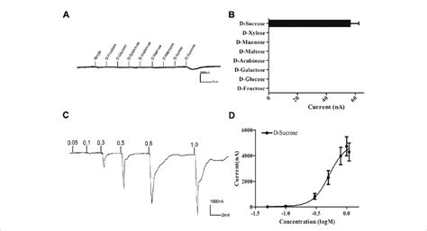 Responses Of Xenopus Oocytes Expressing Btgr11 To Different Sugar