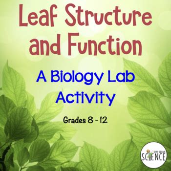 Leaf Structure And Function Lab By Amy Brown Science TpT