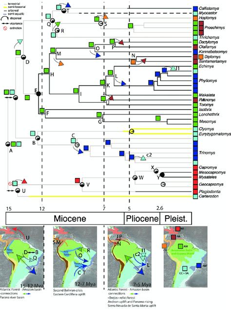 Ancestral Area Reconstructions Of Neotropical Echimyidae The Tree Is A Download Scientific