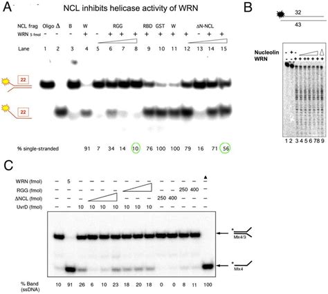 Ncl Inhibits Wrn Helicase Activity But Not Wrn Exonuclease Activity A Download Scientific