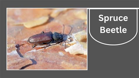 15 Types Of Bark Beetle Identification Habitat Behavior And Lifecycle