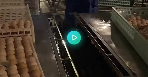 Candling Eggs On Imgur Candling Eggs On Imgur