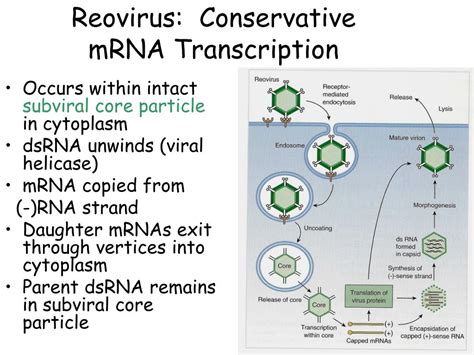 Ppt Replication Of Double Stranded Rna Virus Subviral Pathogens Powerpoint Presentation Id
