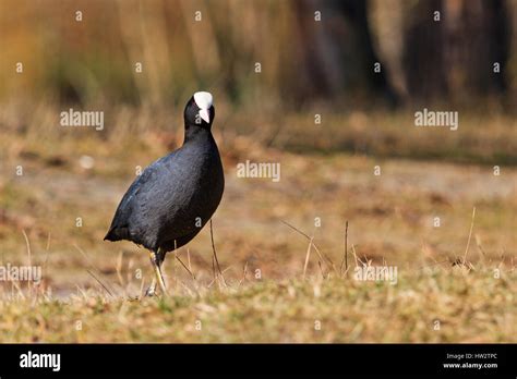 Coot Standing On The Lawn Spring Migratory Birds Birds Forest Lake