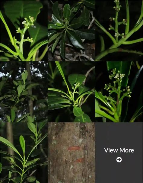 117 Species In Genus Podocarpus