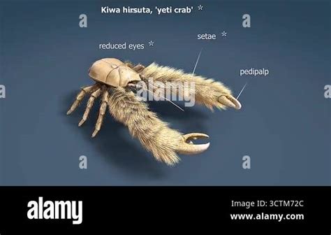 3d Animation Of Kiwa Hirsuta Yeti Crab Showing Hairy Claws Deep Sea