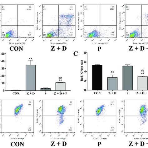 Alterations In Mitochondrial Membrane Potential And Apoptosis Rate Of