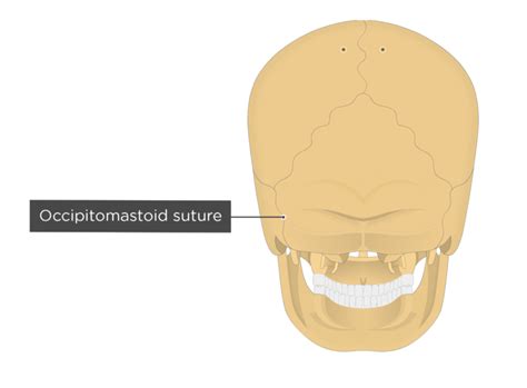 Occipitomastoid Suture