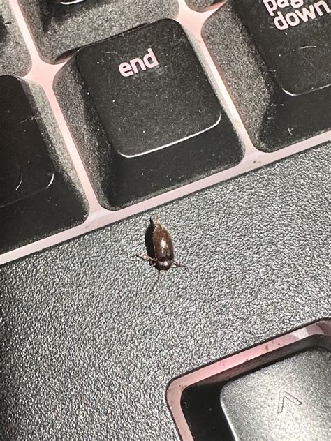 Roach R Whatisthisbug