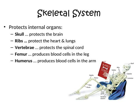 Animals Specialized Structures And Human Body Systemsppt