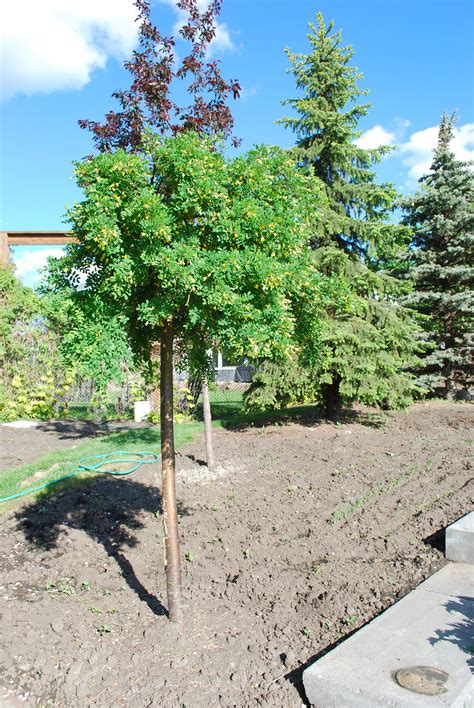 Weeping Caragana • Kiwi Nurseries Ltd