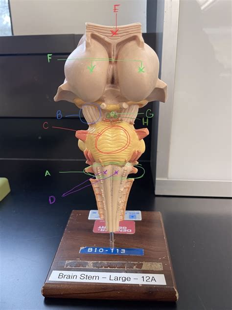 Brain Stem Diagram Quizlet