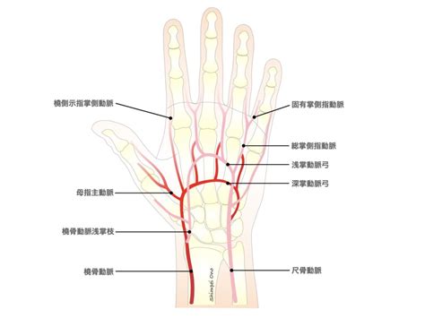 診療Tips解剖手指の動脈