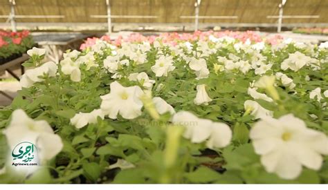 اشجار الزينة تعرف علي فوائدها وافضل الانواع الصالحة للزراعة