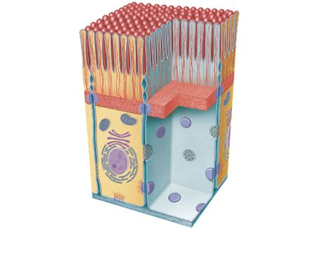Cell Junctions Diagram Quizlet