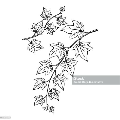 아이비 가지 세트 손으로 그린 그림이 벡터로 변환됩니다 라인아트에 대한 스톡 벡터 아트 및 기타 이미지 라인아트 아이비
