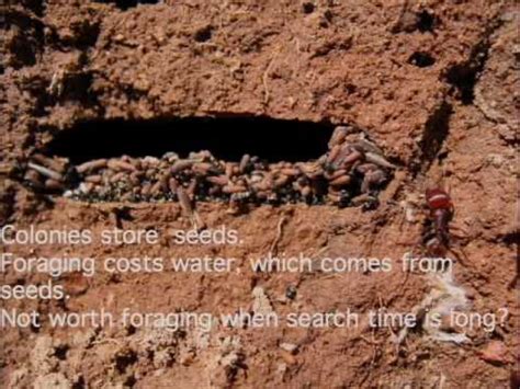 Swarm Intelligence Its Use In Networked Learning And MOOC Learner Weblog