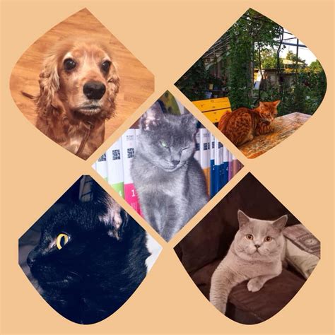 მაიკლანჯელო კანტი დანტე და ლიზიკო