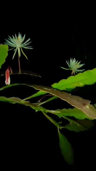 කඩුපුල් මල්🌼 Youtube