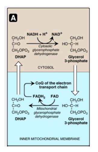 Microbial Metabolism Flashcards Quizlet