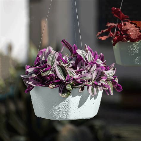 Large Glass Vase Wide Mouth 5 Pot Trays Planter 10 Window Planter Boxes Outdoor For Vertical